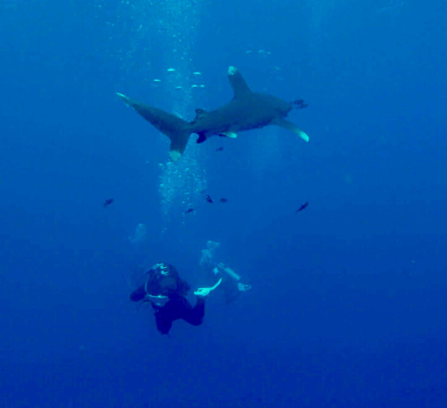 DIVING WITH SHARKS – ScubaNomadas