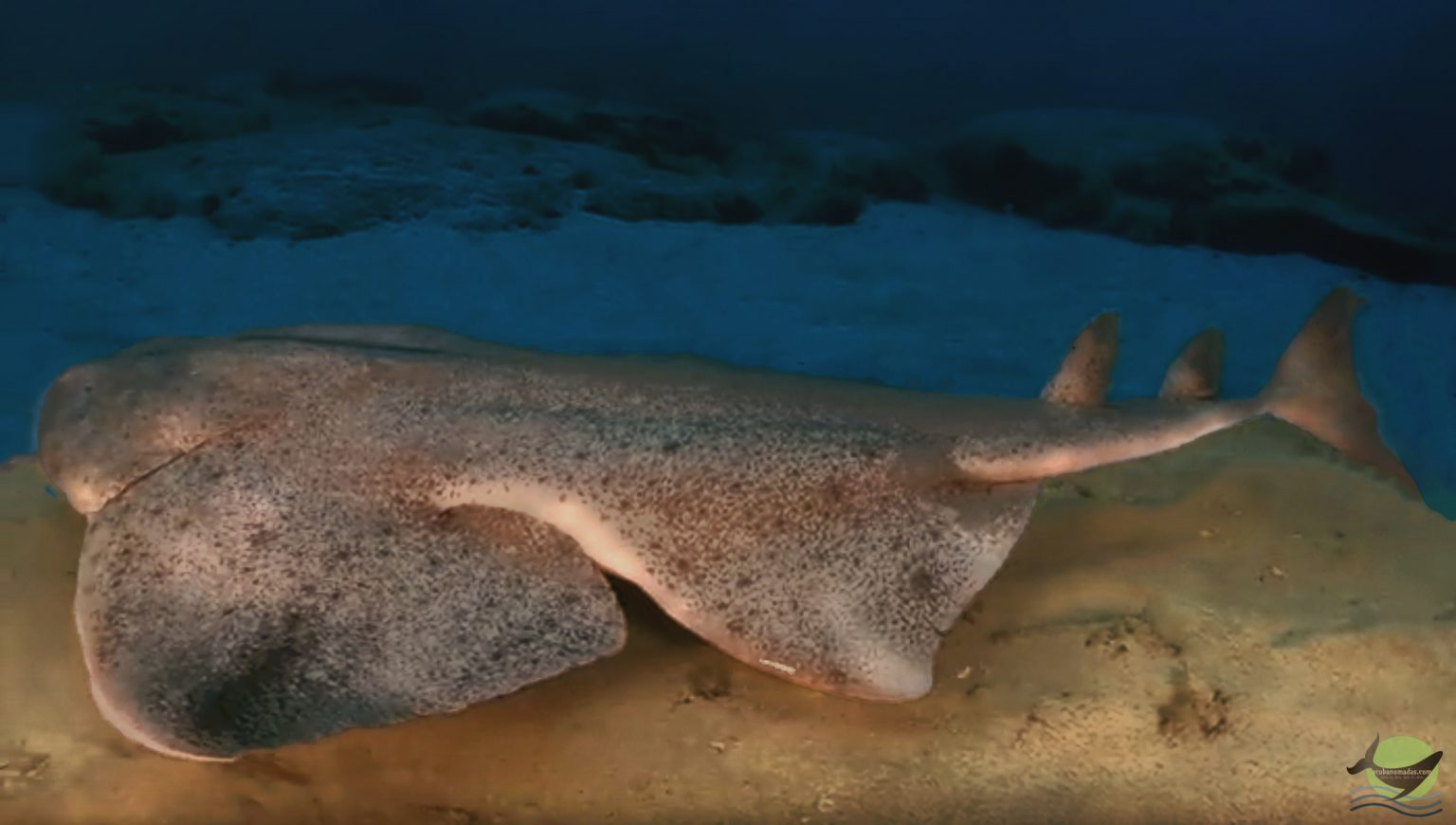 diving with angel shark – ScubaNomadas