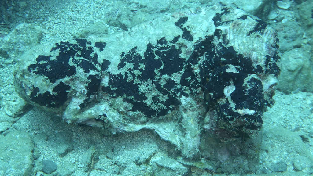 SWAMI ROCK,Trincomalee; Srilanka – ScubaNomadas