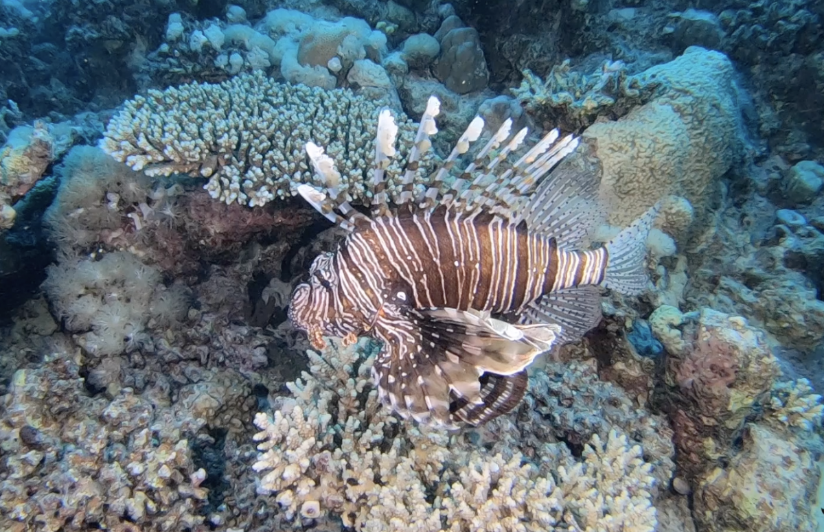 PEZ LEON, LION FISH – ScubaNomadas