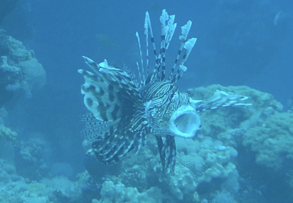 PEZ LEON, LION FISH – ScubaNomadas