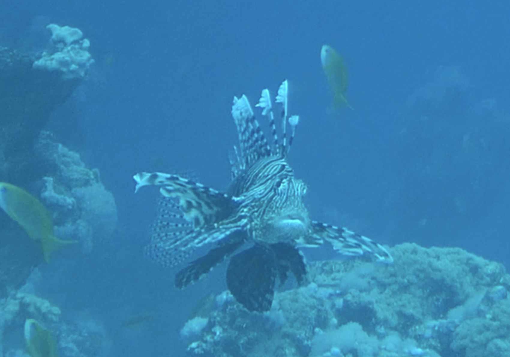 PEZ LEON, LION FISH – ScubaNomadas