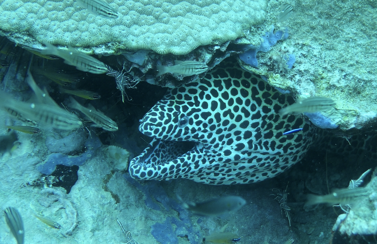 MORENAS, MURAENIDAE – ScubaNomadas