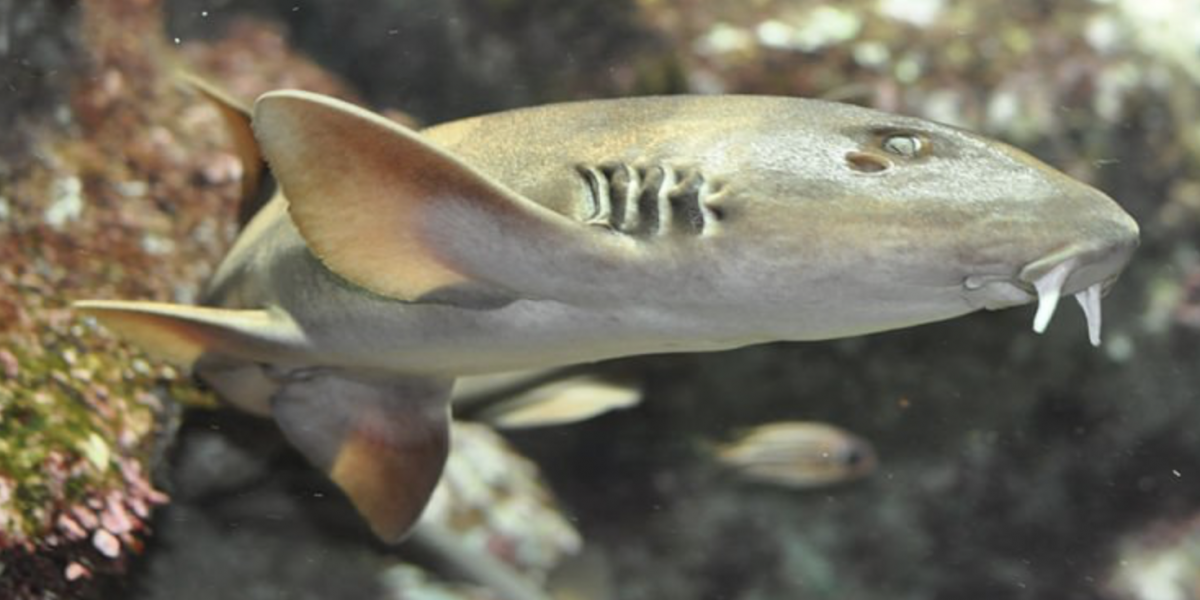 TIBURON BAMBU – ScubaNomadas