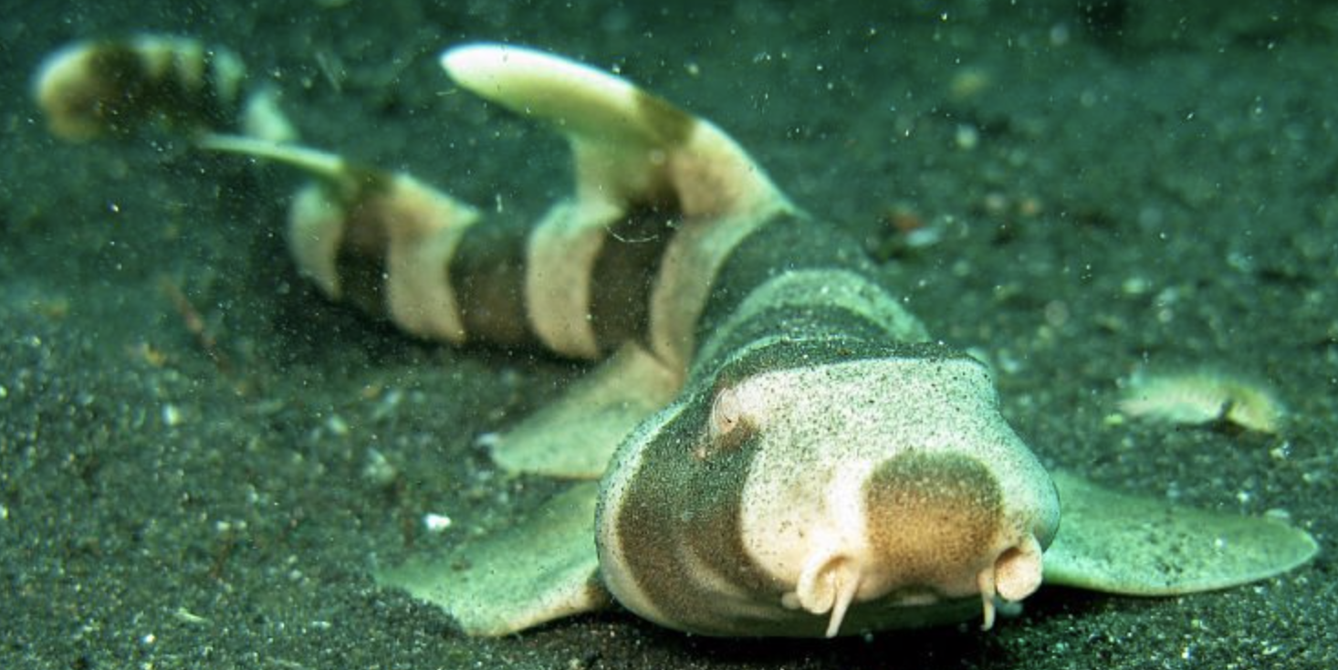 TIBURON BAMBU – ScubaNomadas