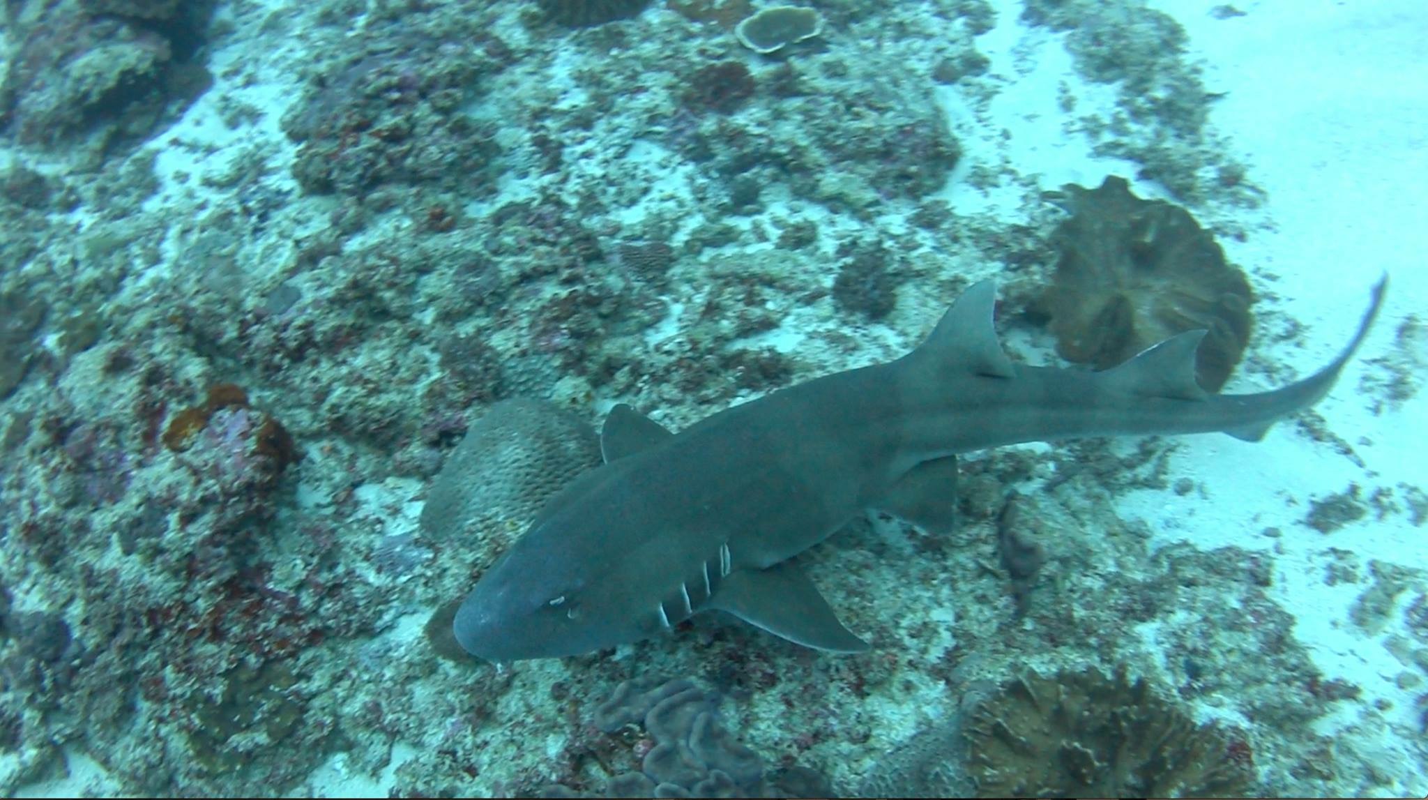 TIBURON BAMBU – ScubaNomadas