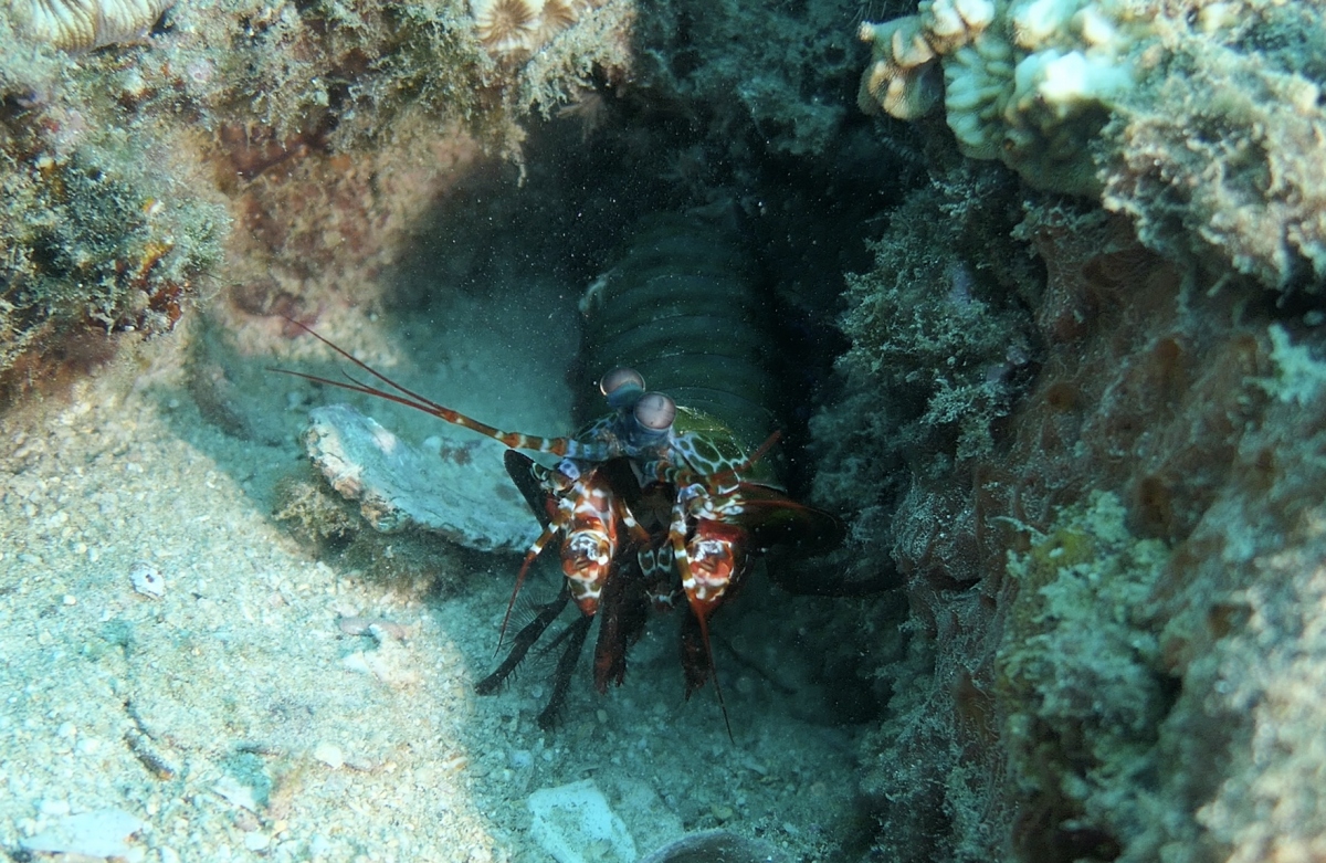LANGOSTA MANTIS – ScubaNomadas