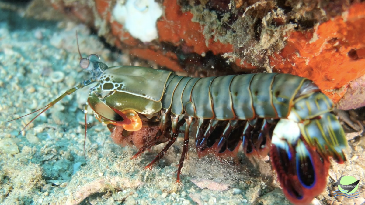 LANGOSTA MANTIS – ScubaNomadas