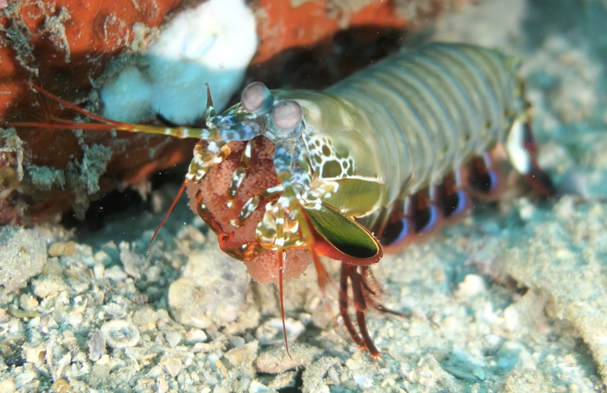 LANGOSTA MANTIS – ScubaNomadas