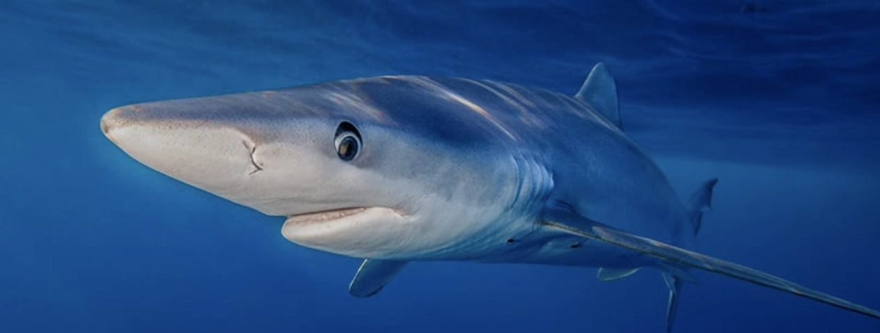 TIBURON AZUL, TINTORERA – ScubaNomadas