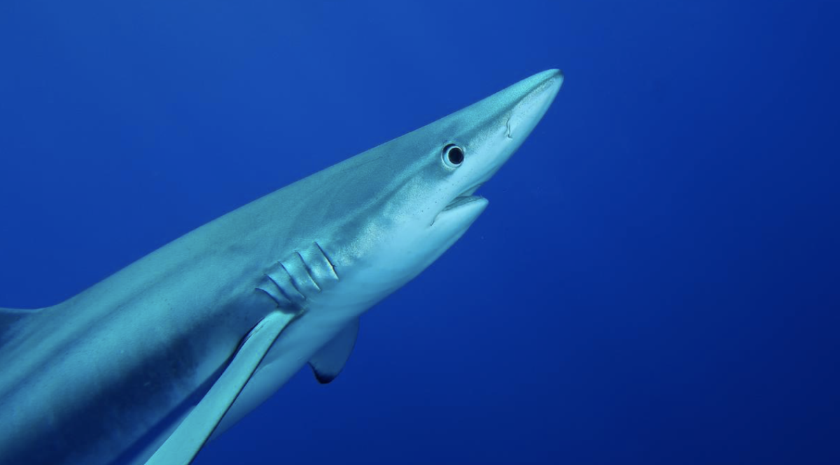 TIBURON AZUL, TINTORERA – ScubaNomadas