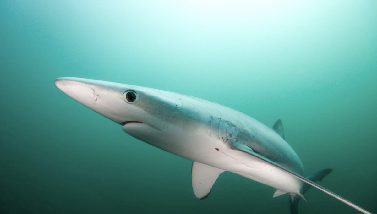 TIBURON AZUL, TINTORERA – ScubaNomadas