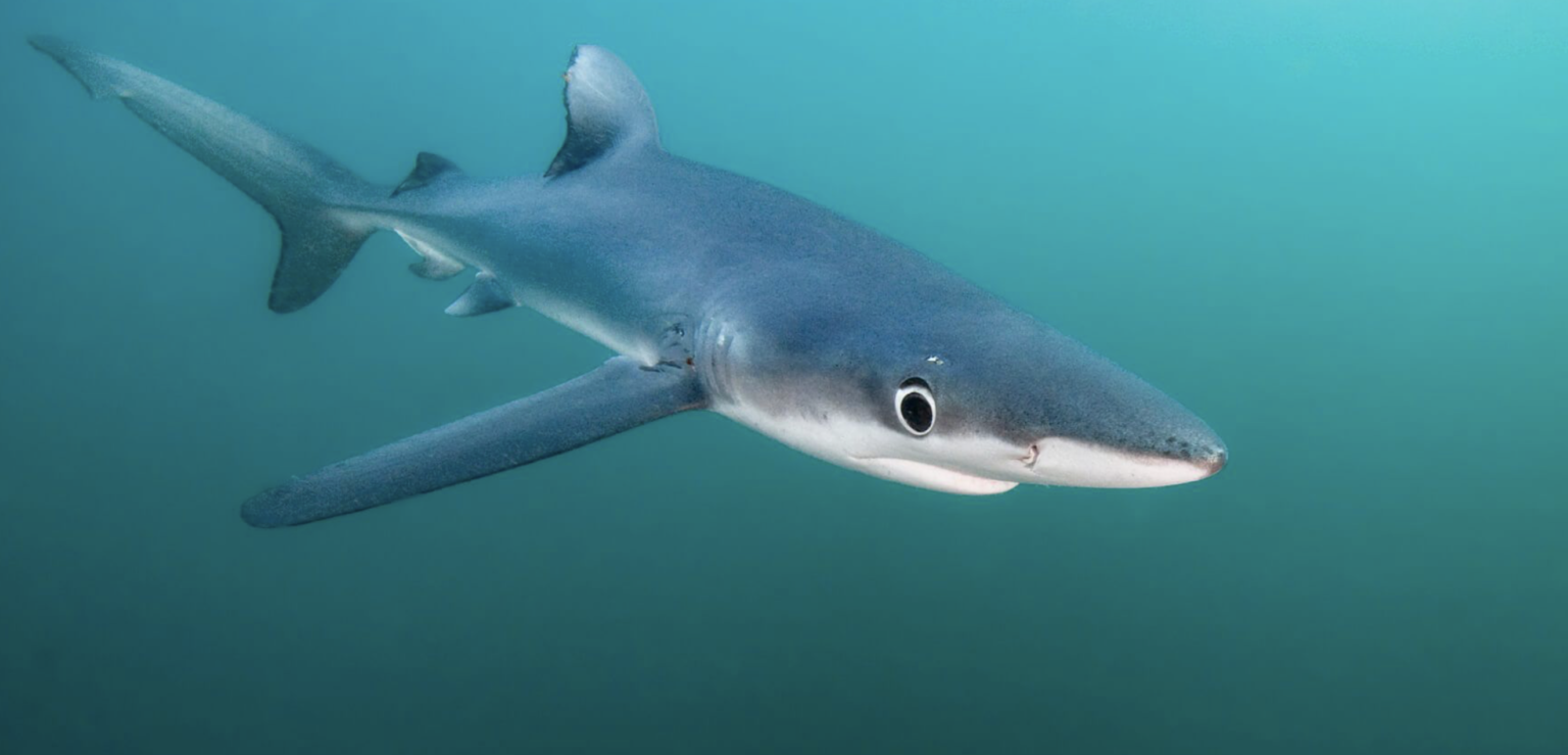 TIBURON AZUL, TINTORERA – ScubaNomadas