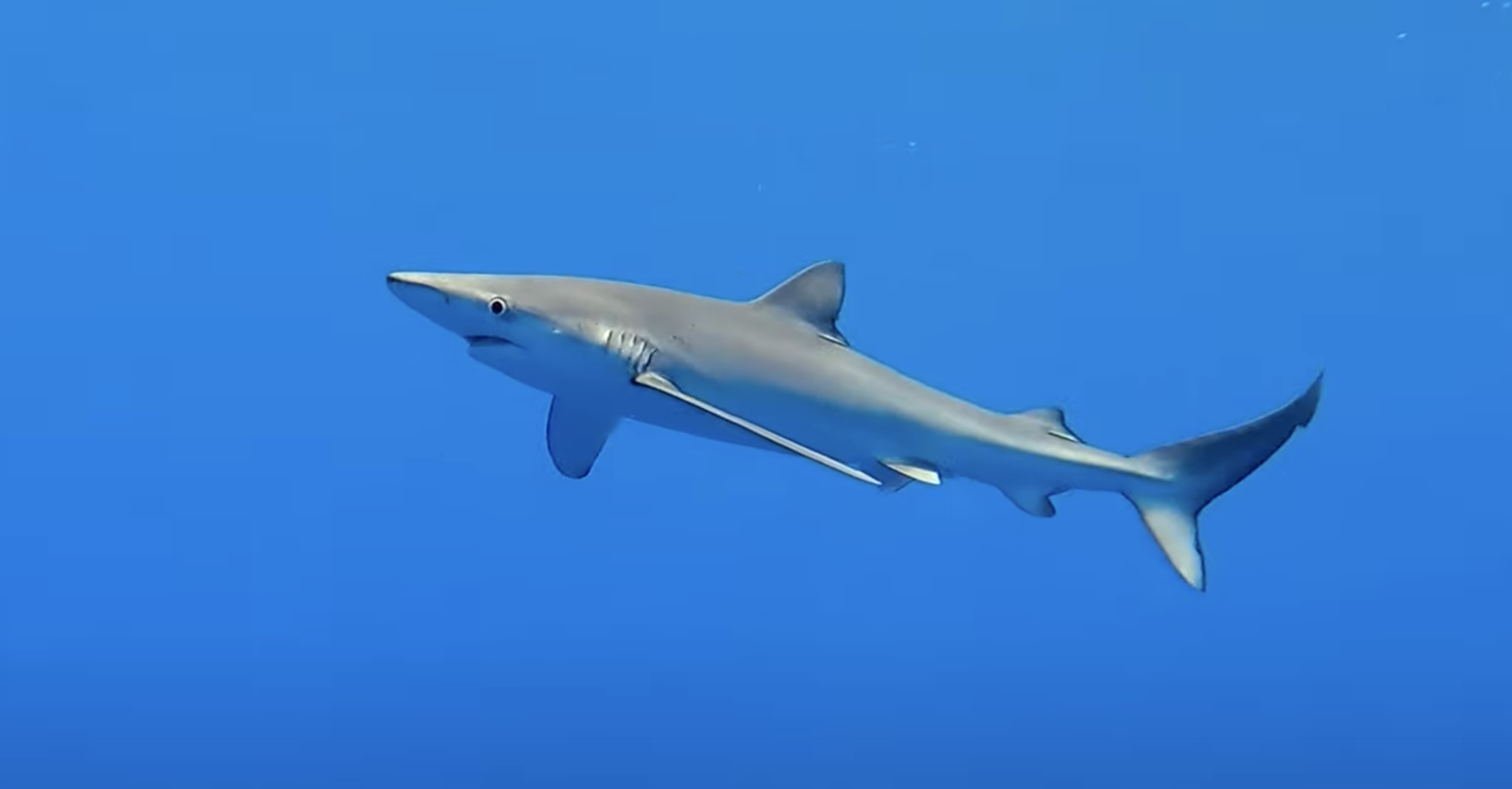 TIBURON AZUL, TINTORERA – ScubaNomadas