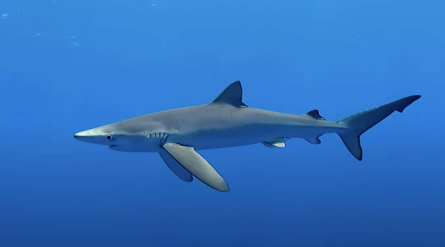 TIBURON AZUL, TINTORERA – ScubaNomadas