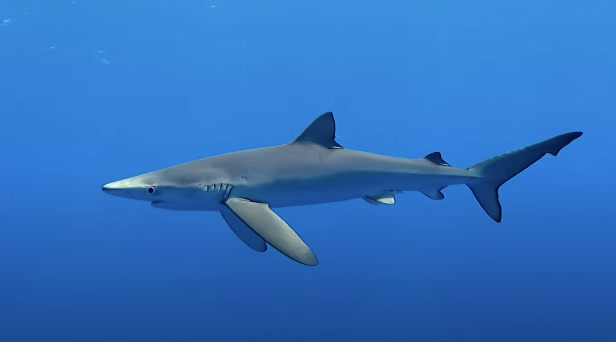 TIBURON AZUL, TINTORERA – ScubaNomadas