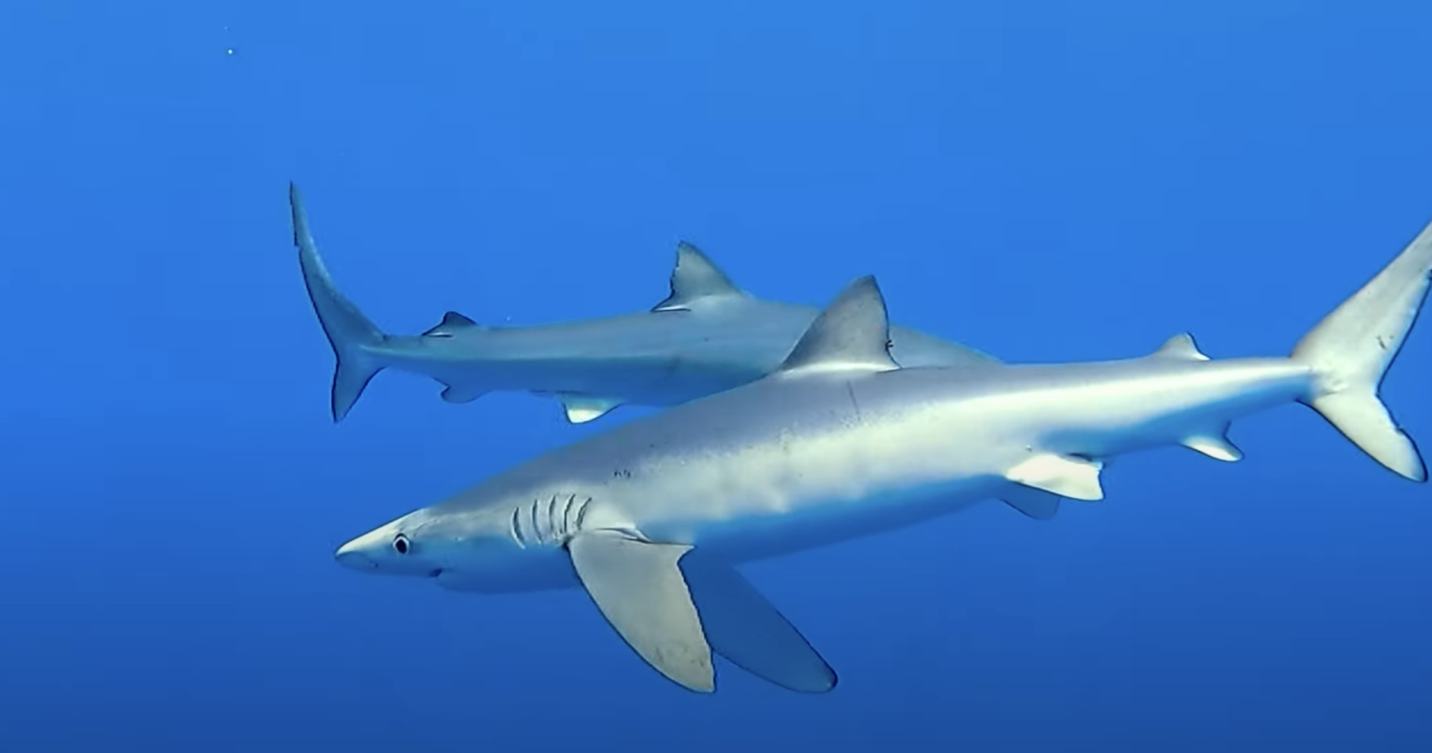 TIBURON AZUL, TINTORERA – ScubaNomadas